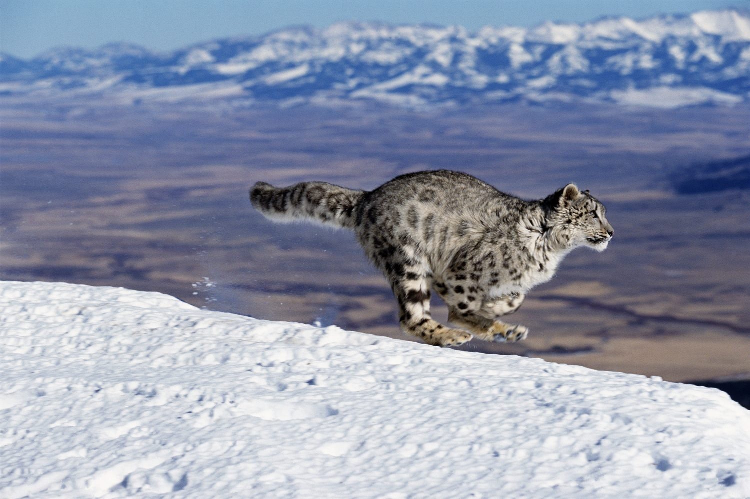 New Zealand's only pair of Snow Leopards arrive at Wellington Zoo ...